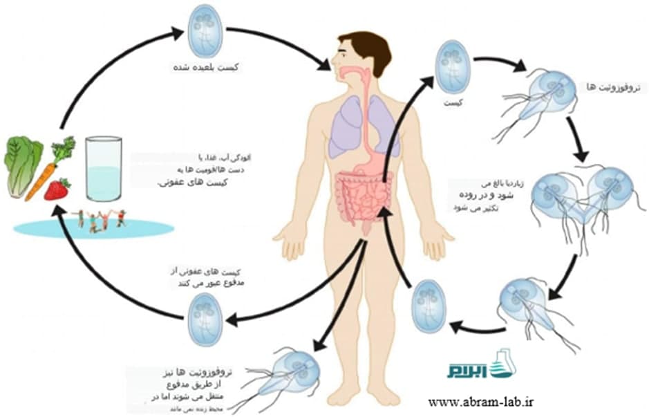 انگل های تک یاخته ای در آب | آزمایشگاه آب